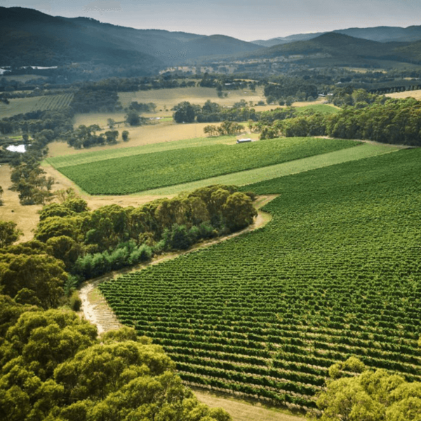 Giant Steps Masterclass with Dimitris Mesnard MS | The Good Wine Shop