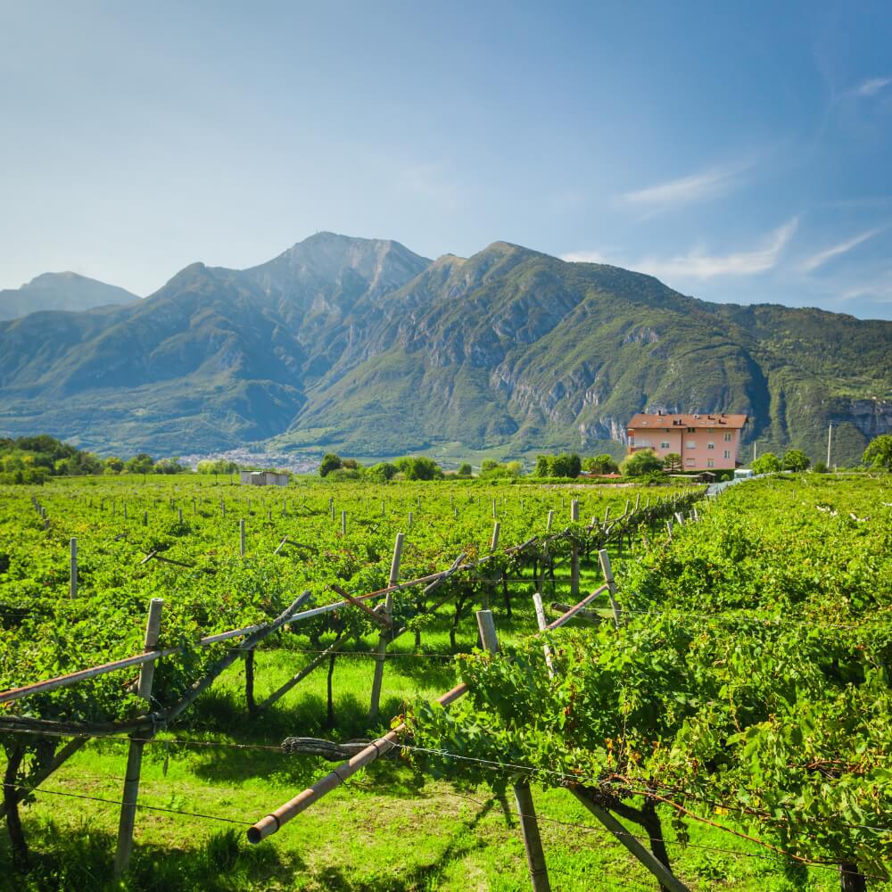 Alpine Wines – 18th May | Wine Tasting | Chiswick | The Good Wine Shop